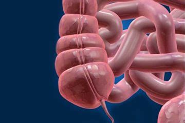 Why Do We Have An Appendix Live Science