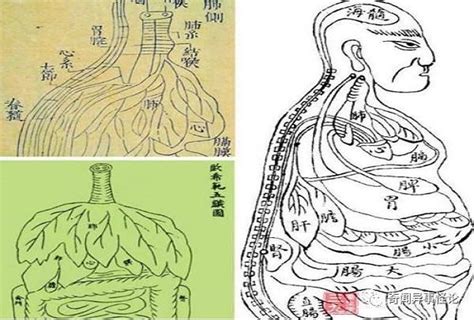 中國遠古時代就有經驗豐富的解剖學 每日頭條