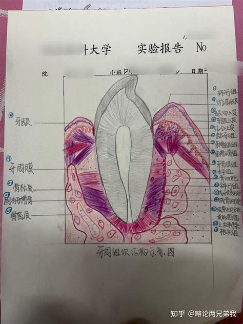 口腔组织病理学红蓝铅笔绘图 知乎 口腔组织病理学红蓝铅笔绘图 知乎