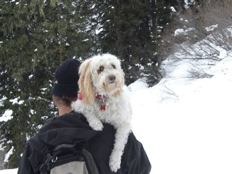 The German Wimp A Broad Definition German Language Blog