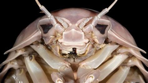 Animal Sex How Crabs Do It Animal Mating And Behavior Live Science