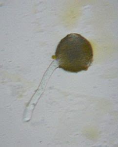 花粉管の伸長 お茶の水女子大学 理科教材データベース