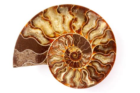 What Are Ammonite Fossils A Brief Overview Of The Intriguing World Of Ammonite Fossils Rock