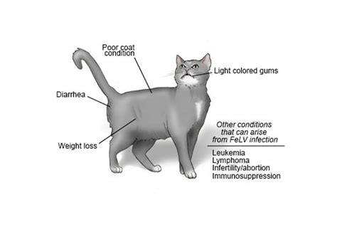 Feline Leukemia Symptoms Transmission And Treatment