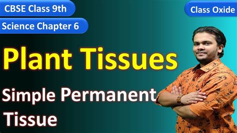 Simple Permanent Tissue Parenchyma Collenchyma Sclerenchyma