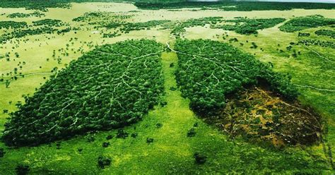 Monthly Carbon Offset 8 Billion Trees