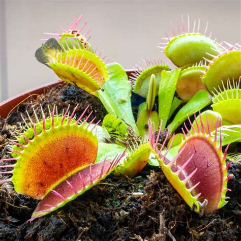 Venus Flytrap Care Guide The Contented Plant