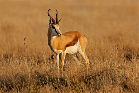 Springbok 2025 Incredible Facts Habitat Diet And More