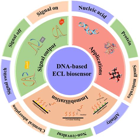 Schematic Overview Of Dna Based Ecl Biosensors Download Scientific Diagram