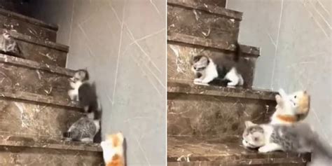 실수로 발 잘못 디뎠을 뿐인데 줄줄이 계단 위에서 미끄러져서 내려오는 아기 고양이들 애니멀 플래닛