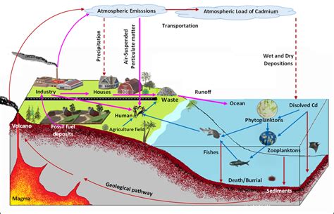 Various Geochemical And Biological Pathways Of Cadmium Transportation Download Scientific