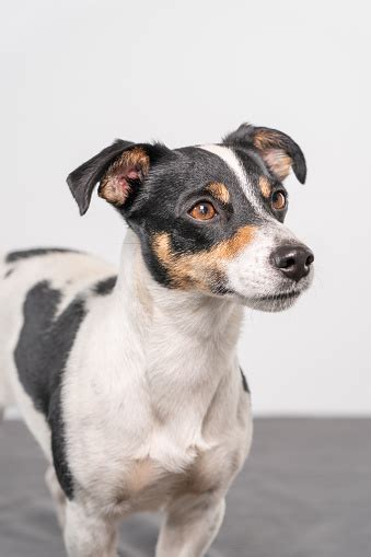 갈색 검은 색과 흰색 잭 러셀 테리어 개는 흰색 배경에 복사 공간에 스튜디오 몸의 일부에서 포즈 0명에 대한 스톡 사진 및 기타 이미지 Istock