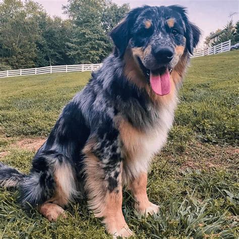 Golden Retriever Australian Shepherd Husky Mix