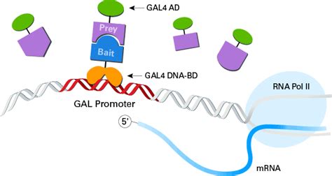 Matchmaker Gold Yeast Two Hybrid System