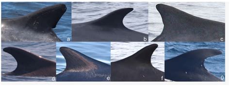 A Novel Technique For Photo Identification Of The Fin Whale