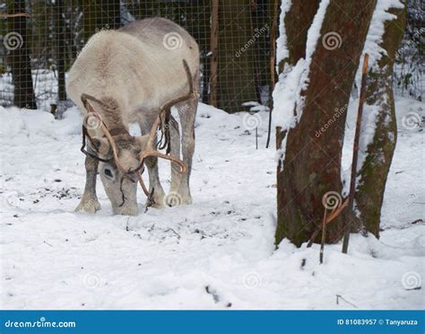 Grey Reindeer Shedding Antlers Grazing Paddock Stock Image Image Of
