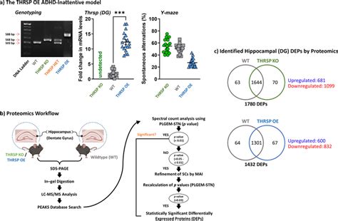 Proteomics Workflow In Thrsp Transgenic Mice A Confirmation Of