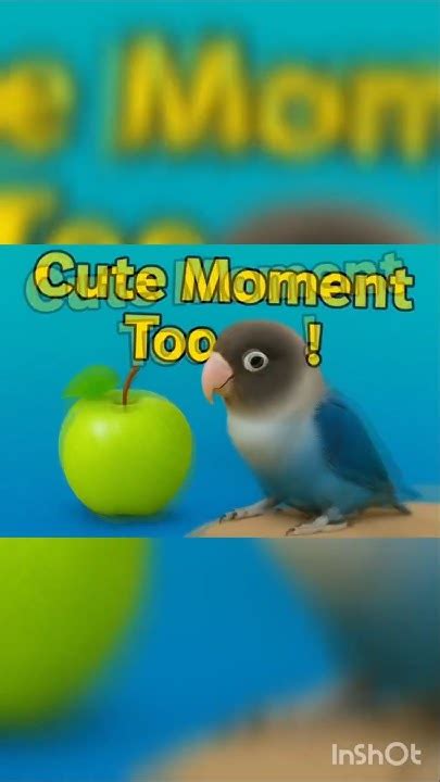 سیب خوردن نمکی طوطی برزیلی Youtube