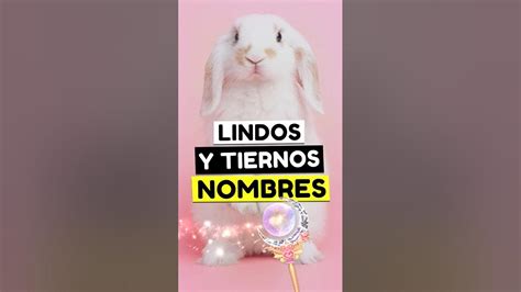 Lindos Nombres Para Conejitas🐇🐇 Que Te Sorprenderán Conejitas Conejos