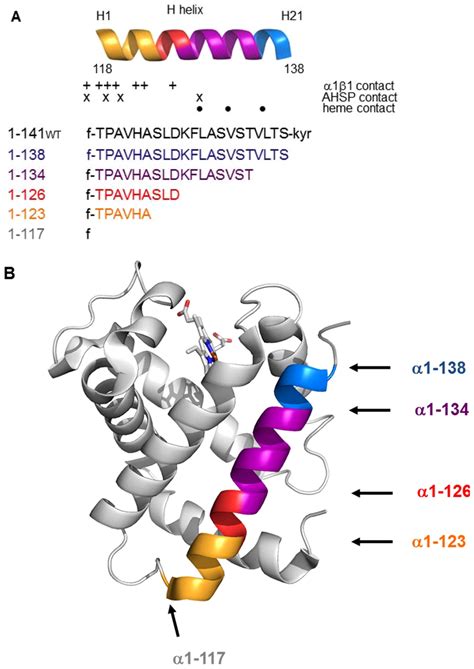H Helix Of Human α Globin A H Helix Sequence Of The Different Download Scientific Diagram