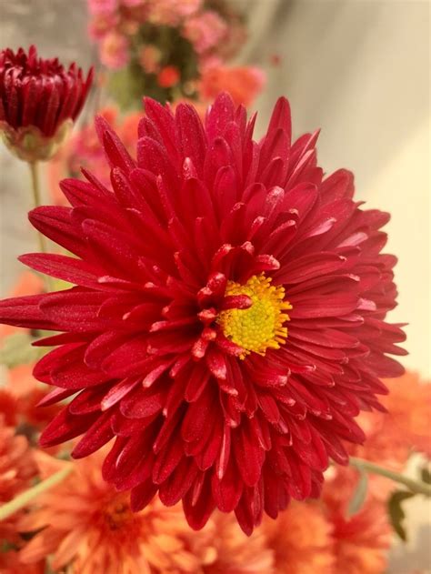 Chrysanthemum Planting Guide