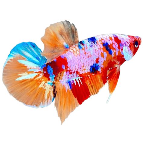 Fancy Koi Betta Fish Bettafish Koi Betta Fish Fancy Betta Fish Png