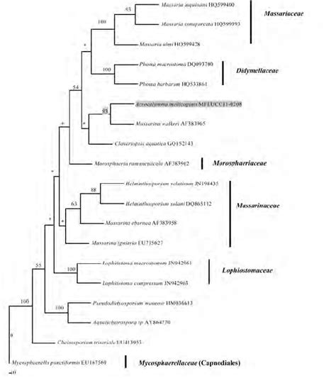 Maximum Parsimony Tree Generated From Its Rdna And With Gaps As Missing
