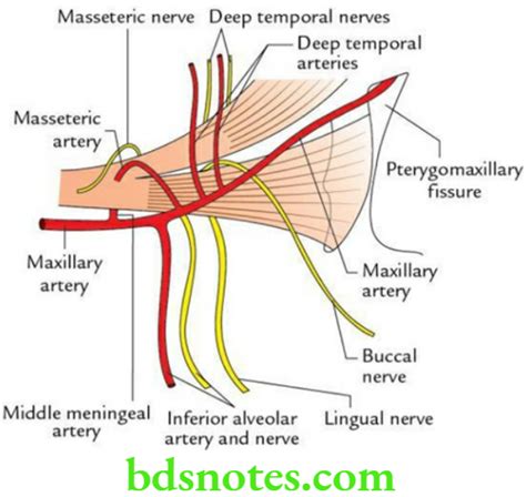 Medial And Lateral Pterygoid Muscle Anatomy And Function Bds Notes
