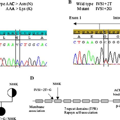 A Sequence Analysis Of Exon Shows The Common Heterozygous Mutation Download Scientific