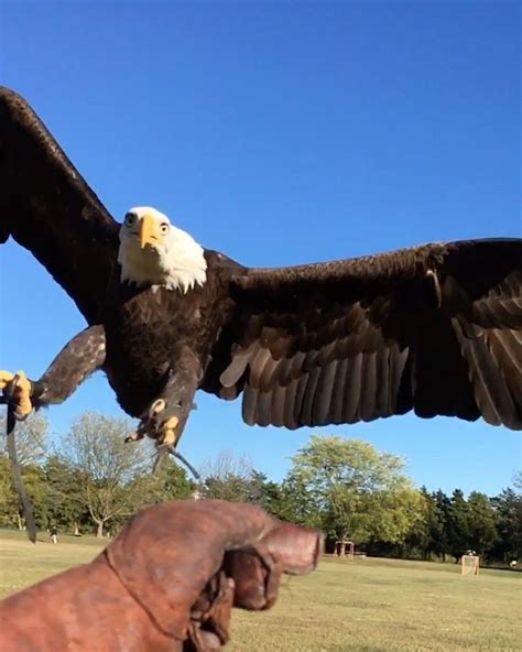 4314 Likes 107 Comments Python Paige Pythonpaige On Instagram