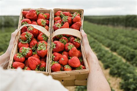 딸기 밭에 신선한 빨간 딸기로 가득 찬 바구니를 들고 있는 농부 딸기에 대한 스톡 사진 및 기타 이미지 딸기 농부 딸기밭 Istock
