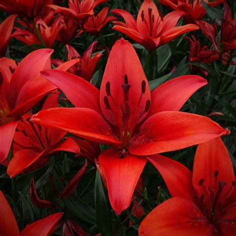 Lilium Red County Albrecht Hoch Ohg