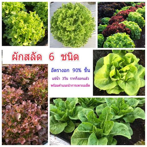 ต้นกล้าผักสลัด กระถาง2” ชุดละ 8กระถาง 99 บาท กรีนโอ๊ค เรดโอ๊ค คอส