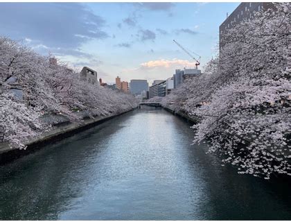 門前仲町の桜 TECH MO