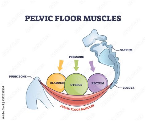 Obraz Pelvic Floor Muscles Anatomy With Hip Muscular Body Parts Outline Diagram Labeled