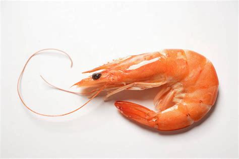 海鲜无人横图俯视室内特写白天白色背景餐桌桌子阴影反射影子虾水产大虾海洋生物一只橙色摄影影棚对虾餐台
