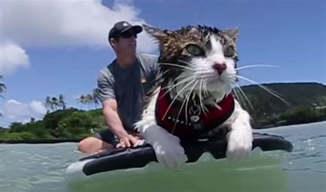 Meet Hokuleathe Hawaiian Surf Cat