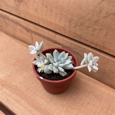 【1吋盆】迷你蓮錦 福祥仙人掌 Fuhsiang Cactus