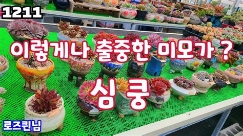 23년12월11일 로즈퀸님 얼굴이 너무 이쁜 묵둥이 가격도 끝내줘요 홍등철화 로사로아 홍포도 까멜리아 플로리디티 핑크