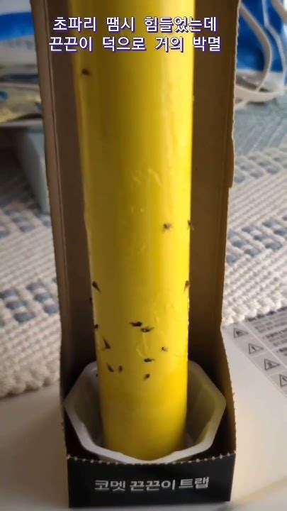 초파리박멸 ~속이후련하네 ~음식물 빨리버리는게 최선 Youtube