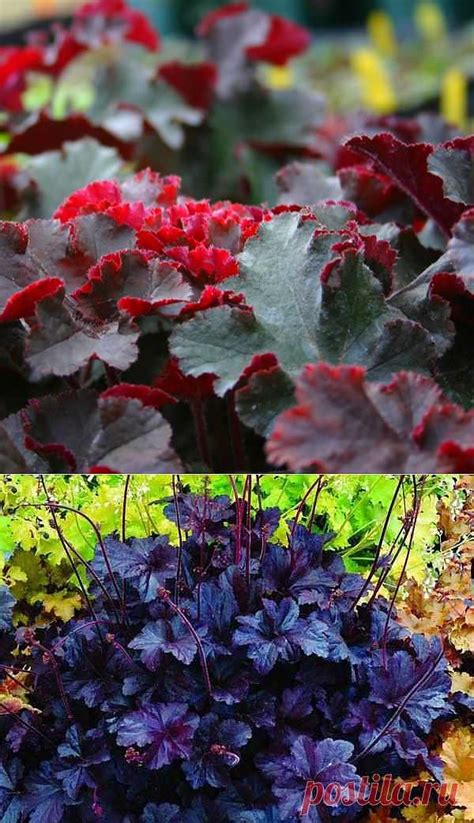 Гейхера посадка и уход Сорта гейхеры Женский журнал Цветы Постила