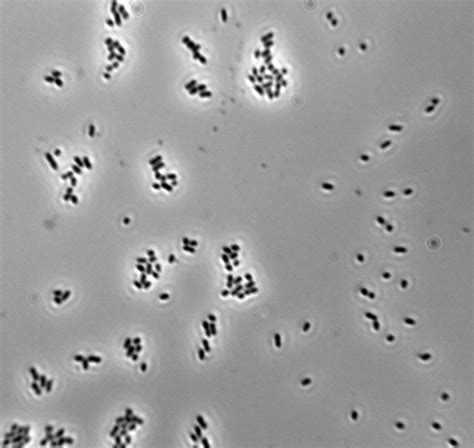 Acetobacter Malorum Viticulture And Enology