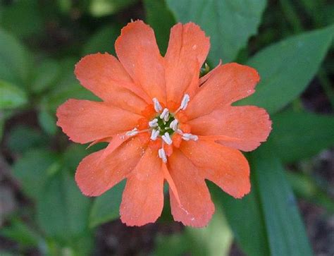 Flower Dataset Test Object Detection Dataset And Pre Trained Model By