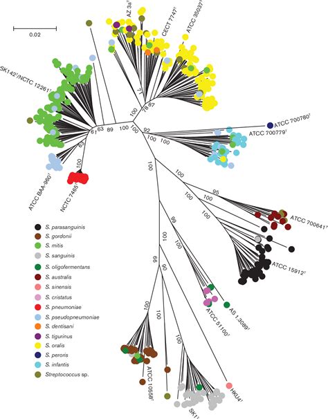 Streptococcus Oralis Semantic Scholar