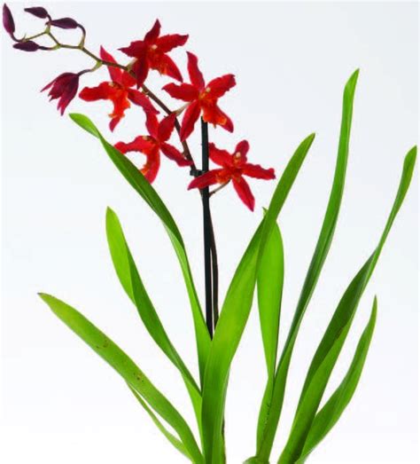 Orhideja Mix 1 Kom Akcija Njuškalo Katalozi