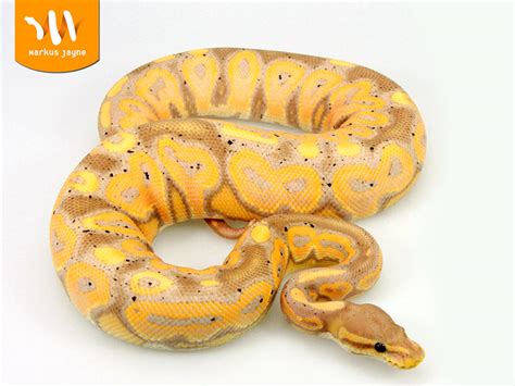 Morph List World Of Ball Pythons