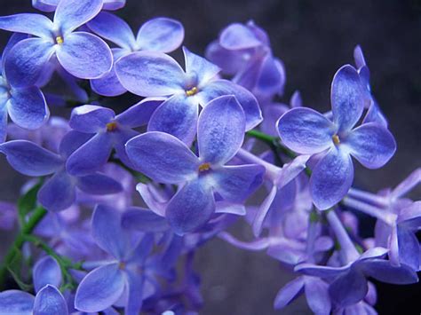 花园里盛开的丁香花图片 花园里盛开的丁香花素材 高清图片 摄影照片 寻图免费打包下载