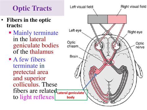 Optic Radiations Explained At Pamela Cerda Blog