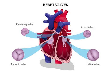 What Does A Weak Tricuspid Valve Mean For You