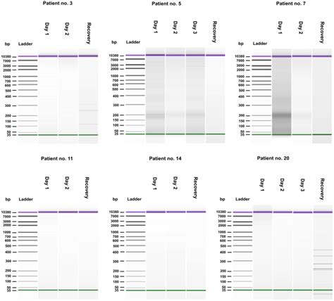 Analyses Were Performed With Agilents High Sensitivity Lab On A Chip Download Scientific